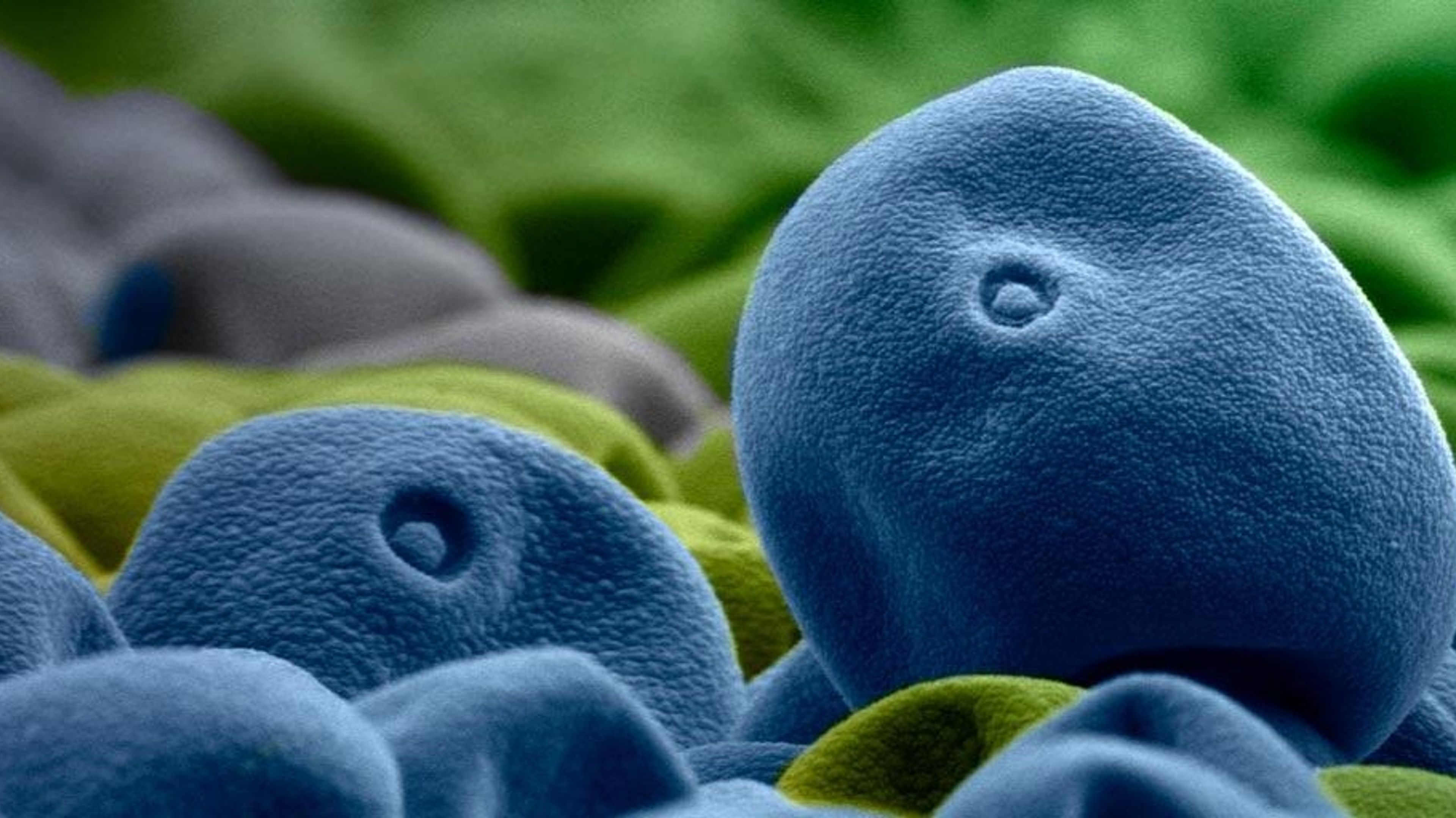 Timothy grass pollen - Bing Gallery