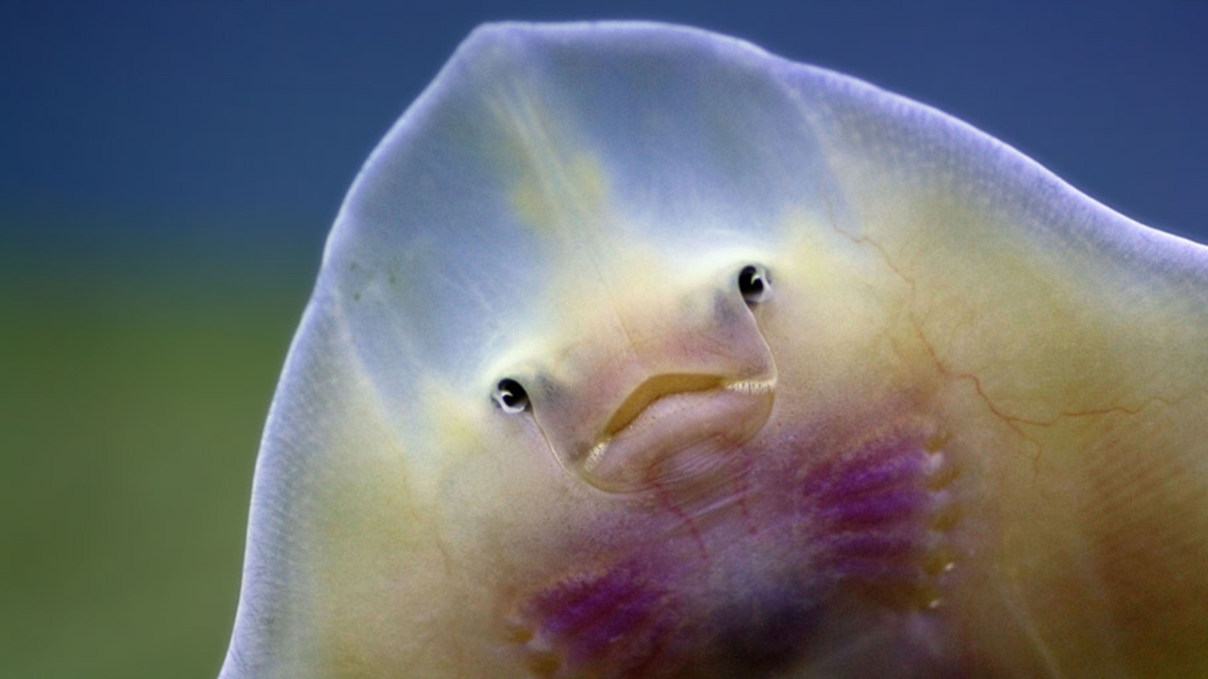 Big skate - Bing Gallery