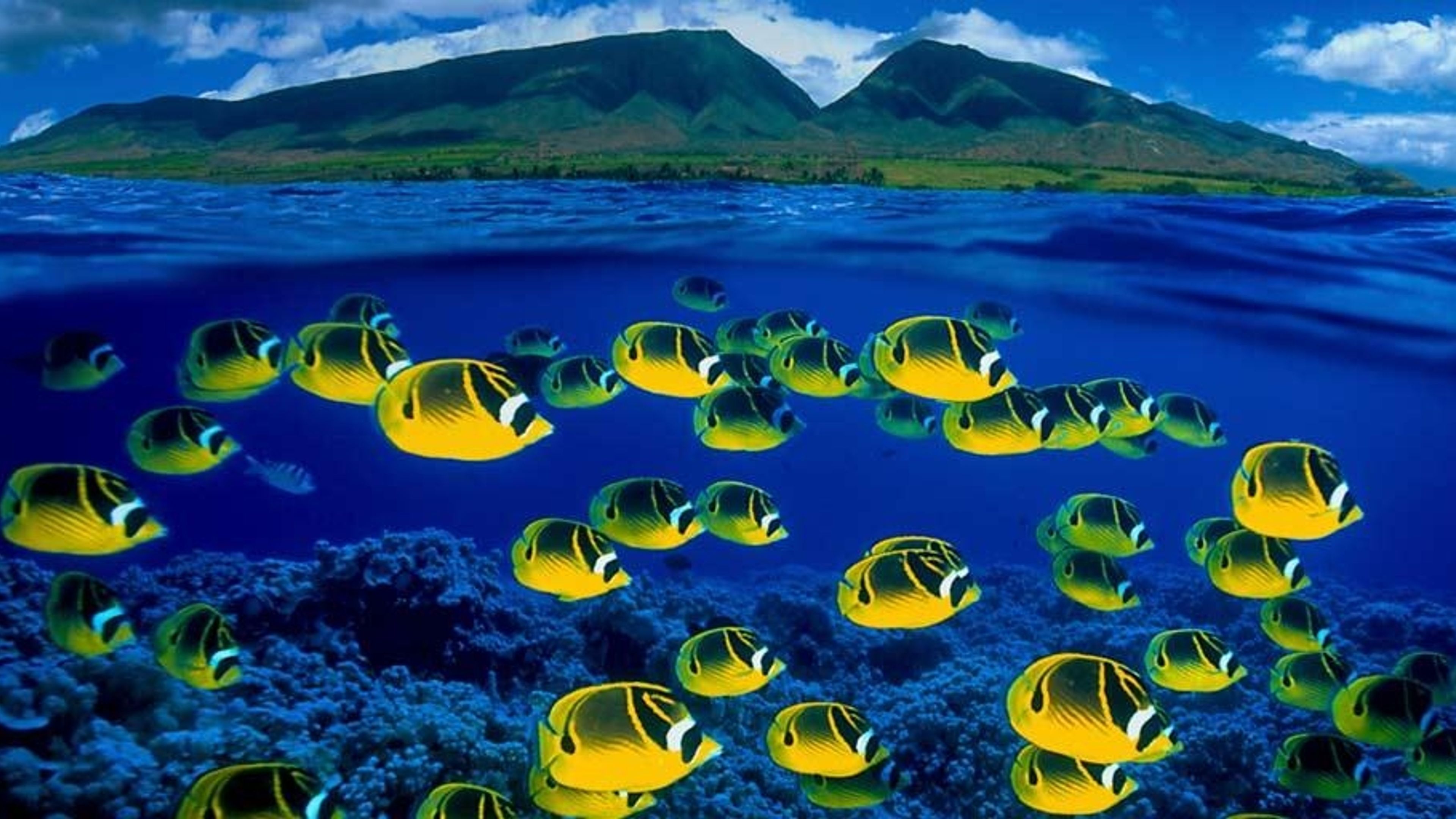 Composite image of raccoon butterflyfish underwater, Maui, Hawaii ...