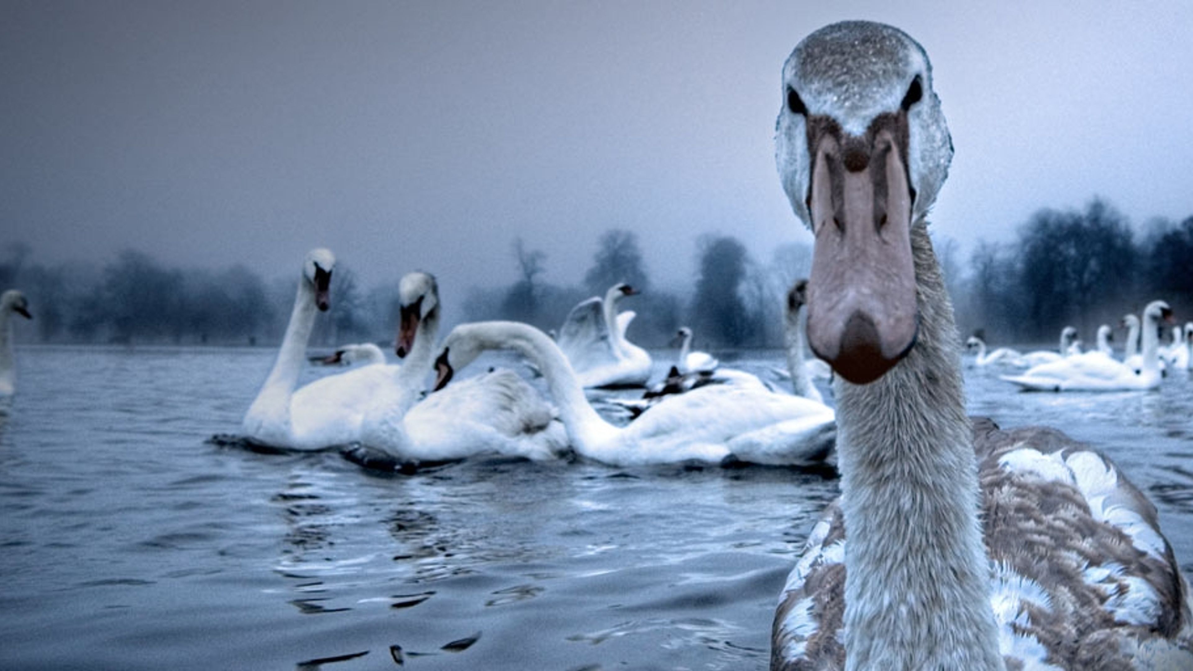 Swans on the Serpentine, Hyde Park, London, England - Bing Gallery