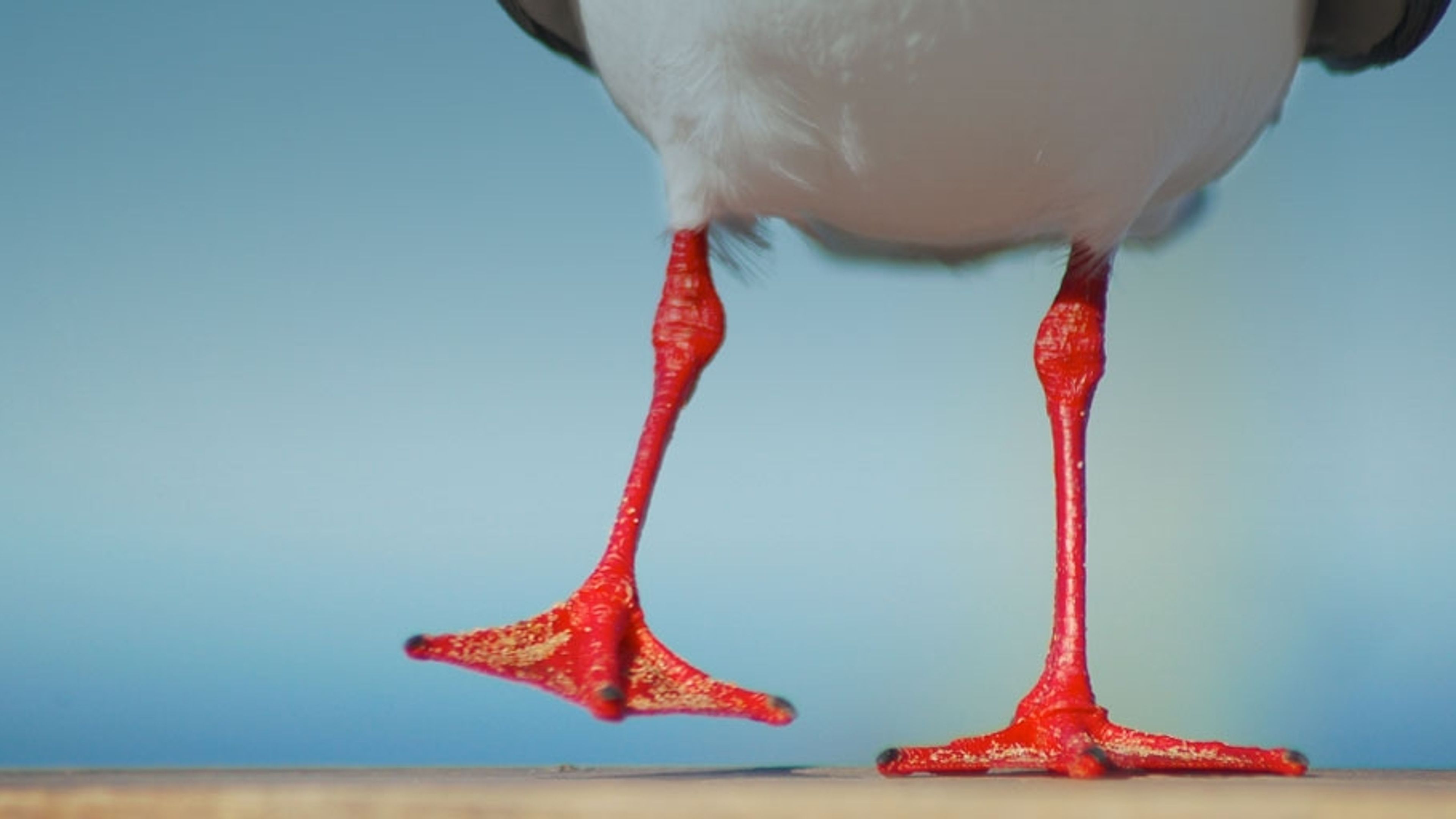 Seagull with bright red legs at the beach - Bing Gallery