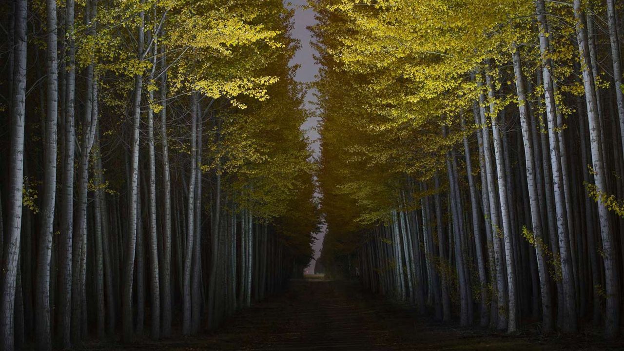 Boardman Tree Farm in Boardman, Oregon - Bing Gallery · Peapix