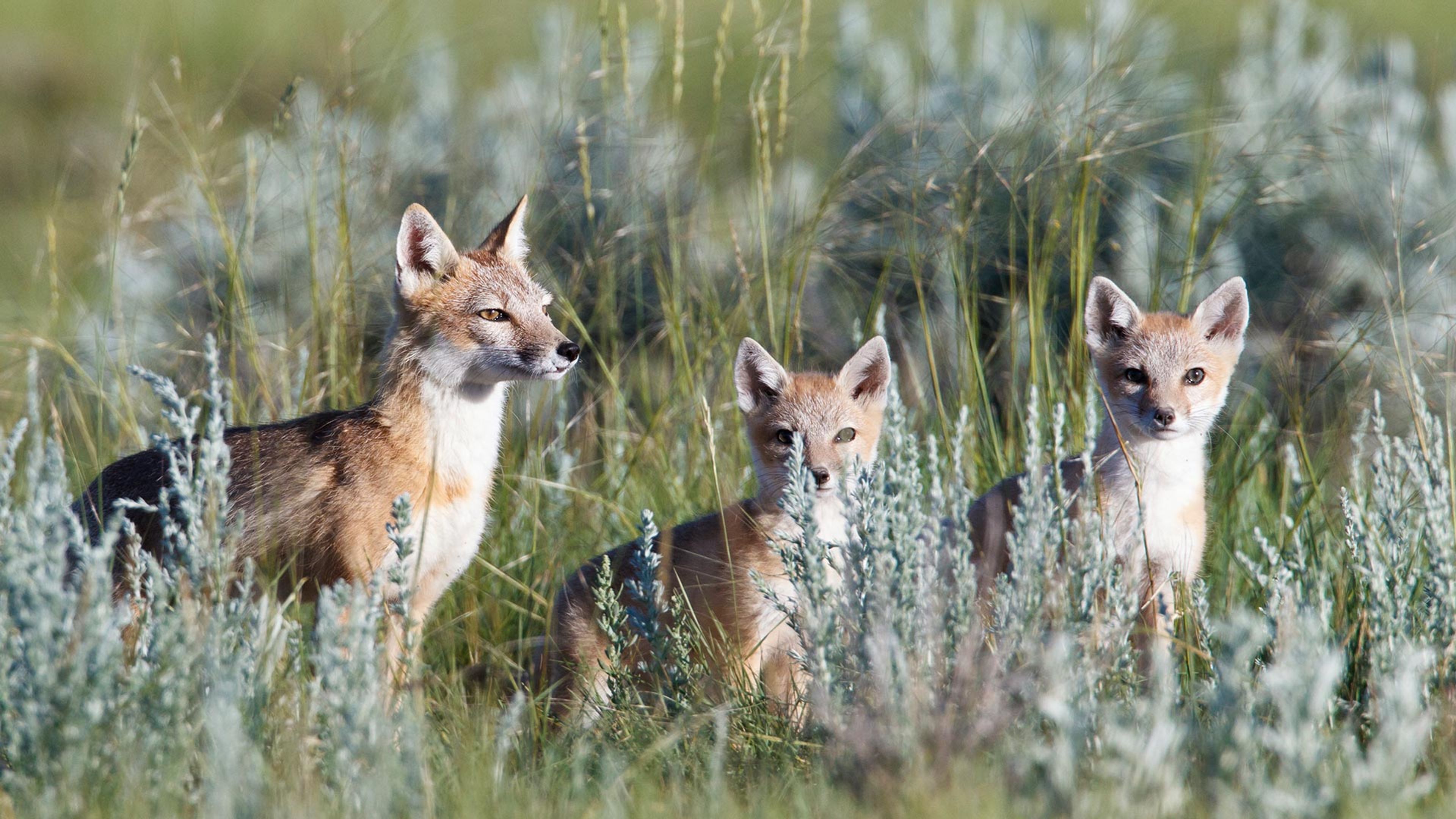 Wild swift fox (vulpes velox) family in the Canadian Prairies - Bing ...