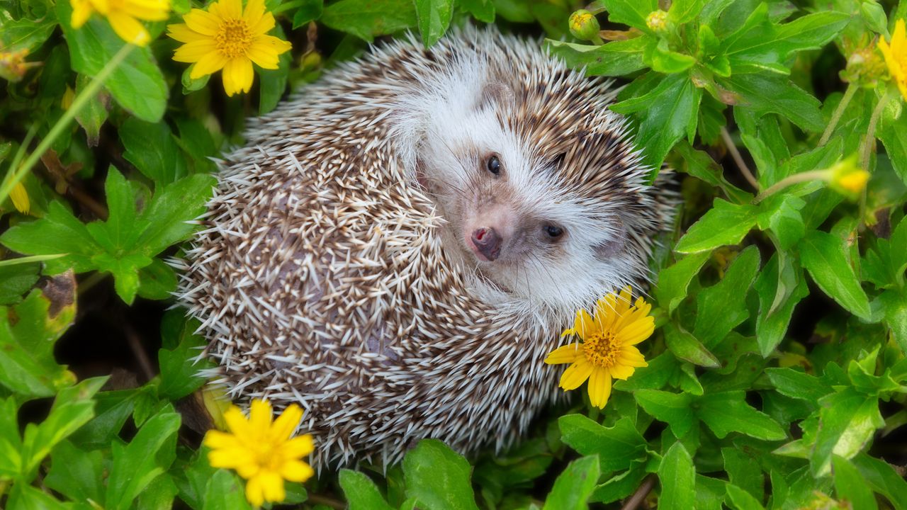 Hogging the spotlight - Spotlight Gallery