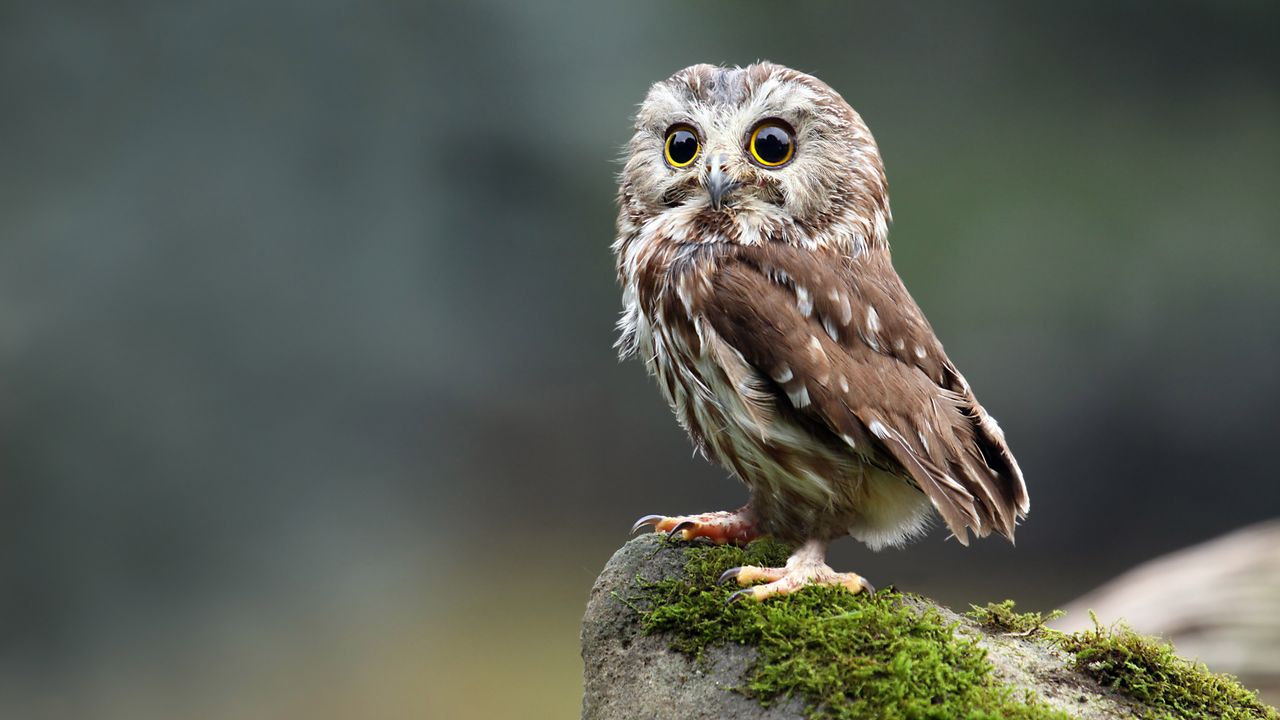 Little but loud - Spotlight Gallery