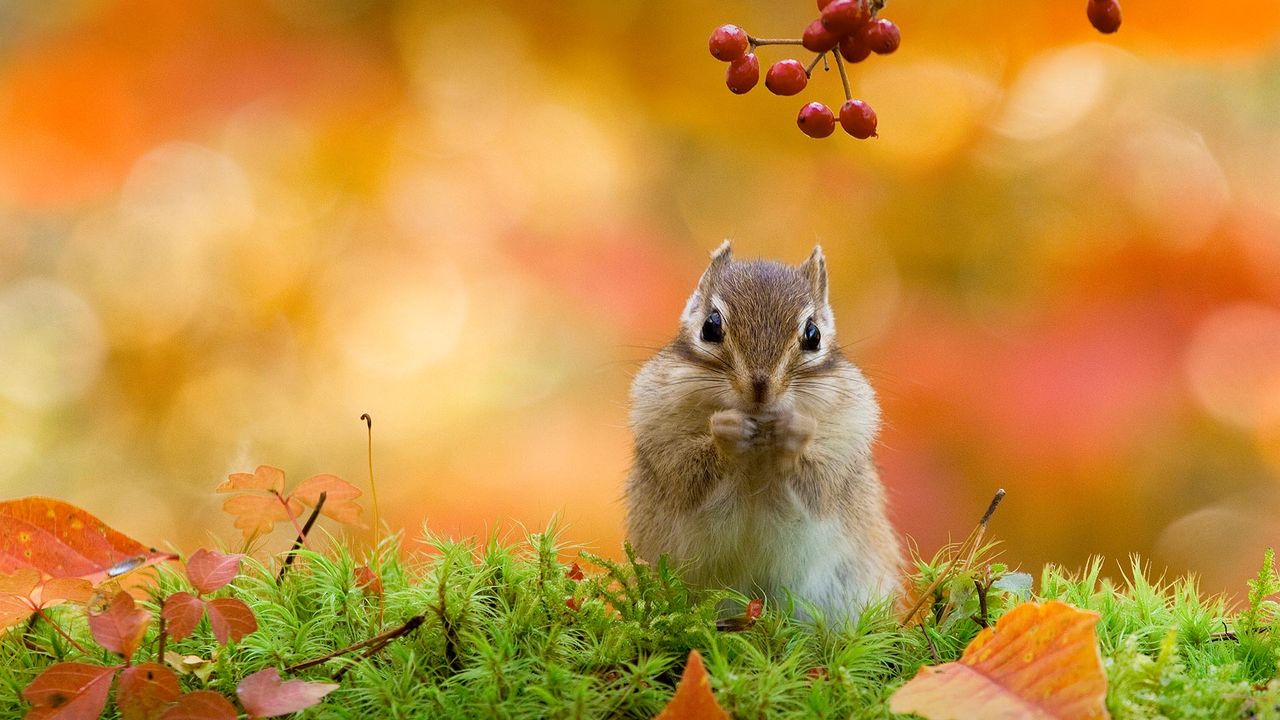 A Siberian chipmunk, Hokkaido, Japan - Bing Gallery · Peapix