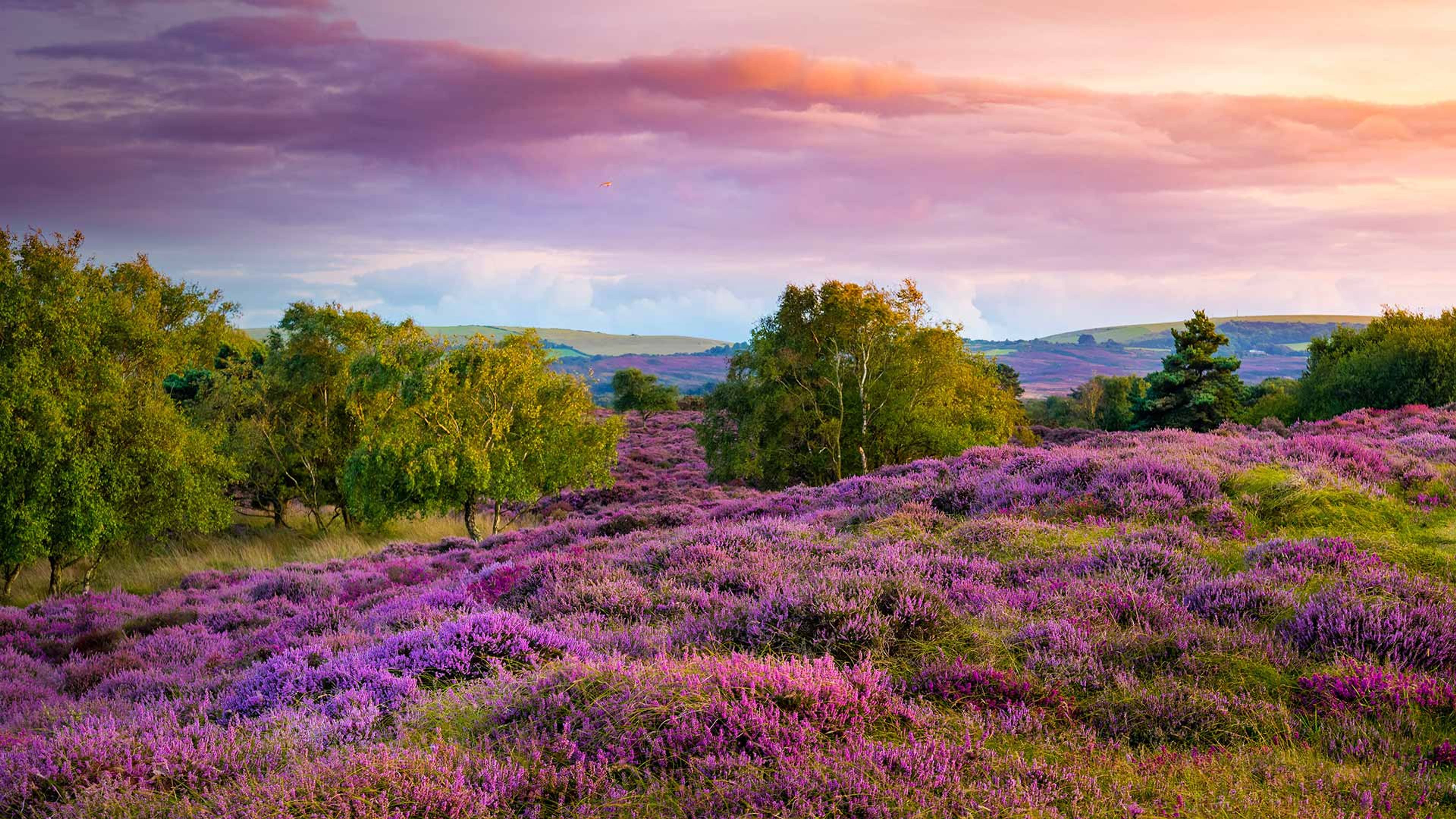 Purple and pink heather on heathland near Studland, Dorset - Bing Gallery