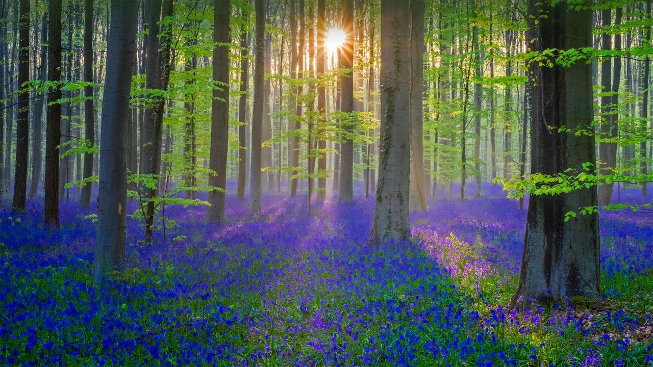 Bluebell flowers carpet the Hallerbos forest floor, Flanders, Belgium ...