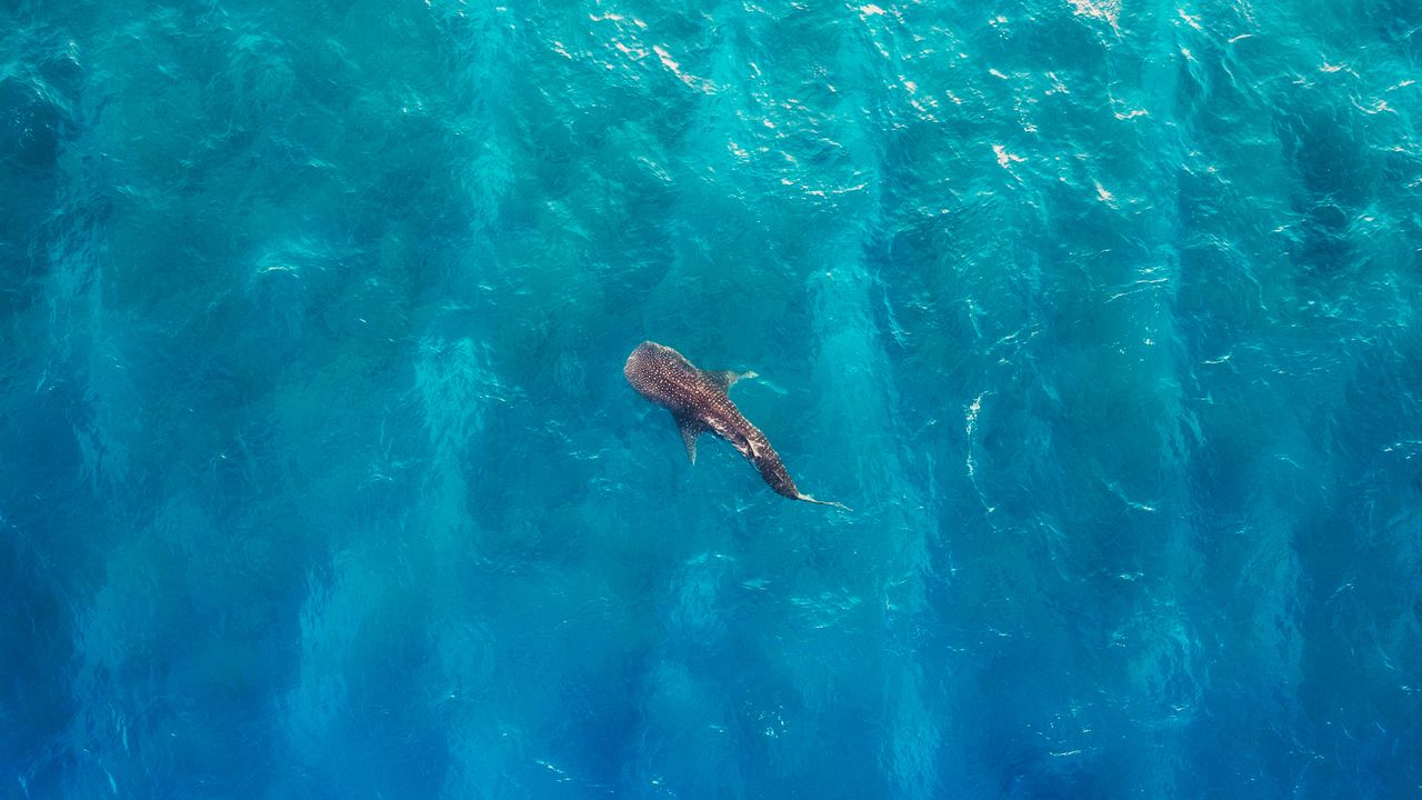 Whale shark off the coast of Alifu Dhaalu Atoll, Maldives - Bing ...