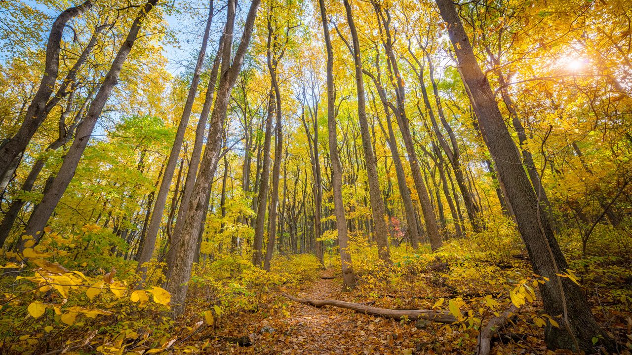 Fall colors in Shenandoah National Park, Virginia - Bing Gallery · Peapix