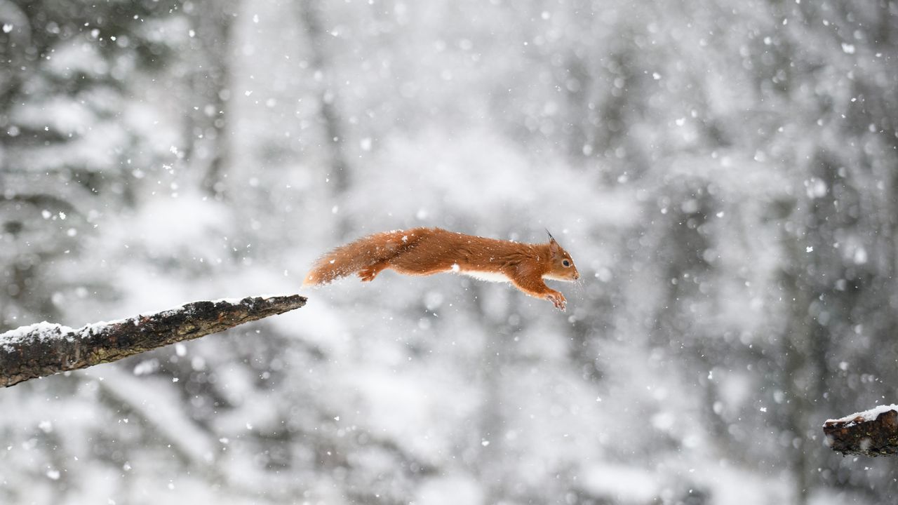 Eurasian red squirrel - Bing Gallery · Peapix