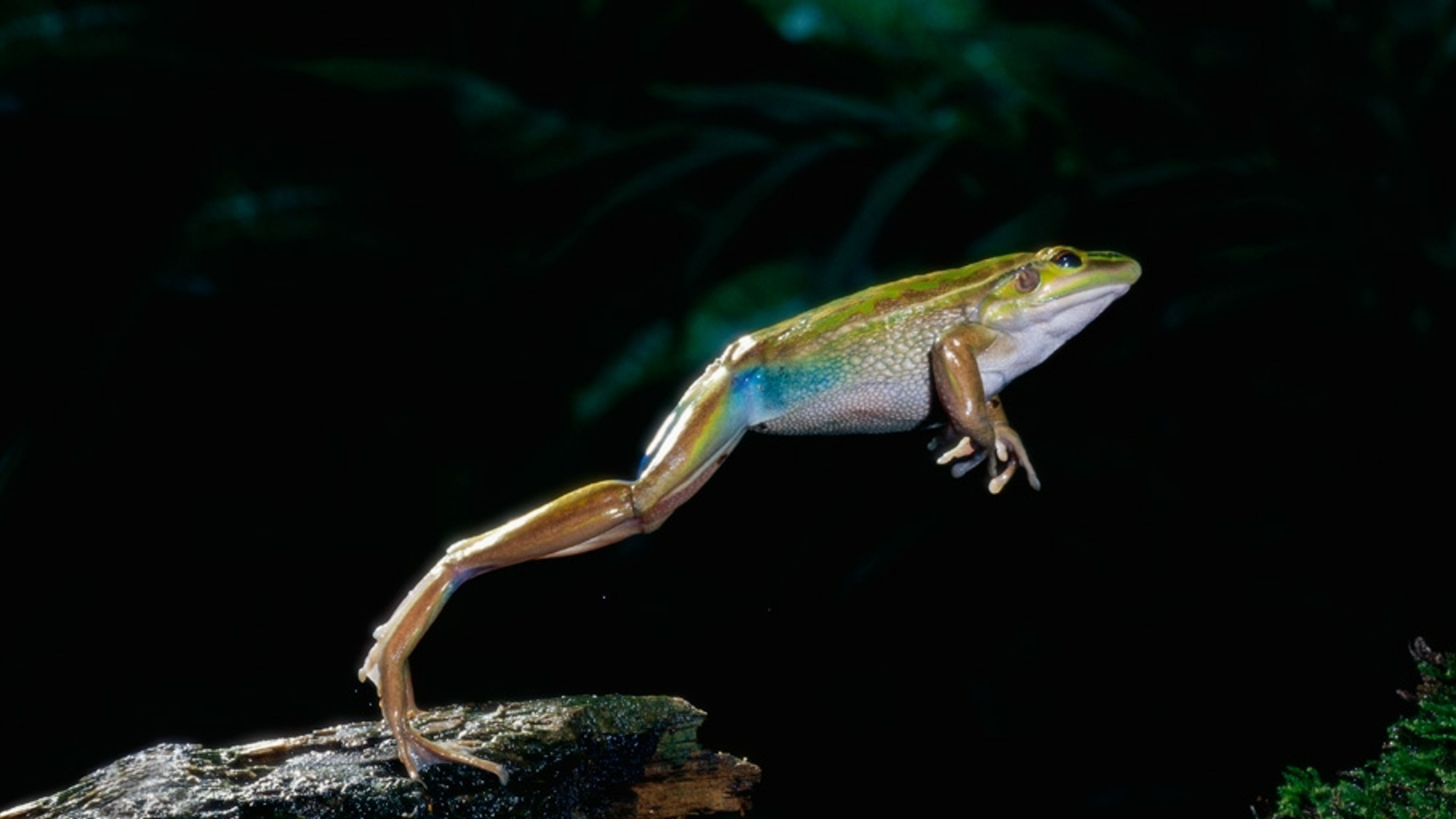 Western green tree frog leaping - Bing Gallery