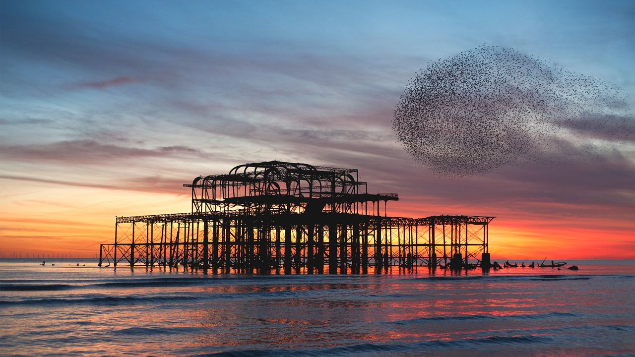 Starling murmuration over the ruins of Brighton's West Pier, England - Bing Gallery · Peapix