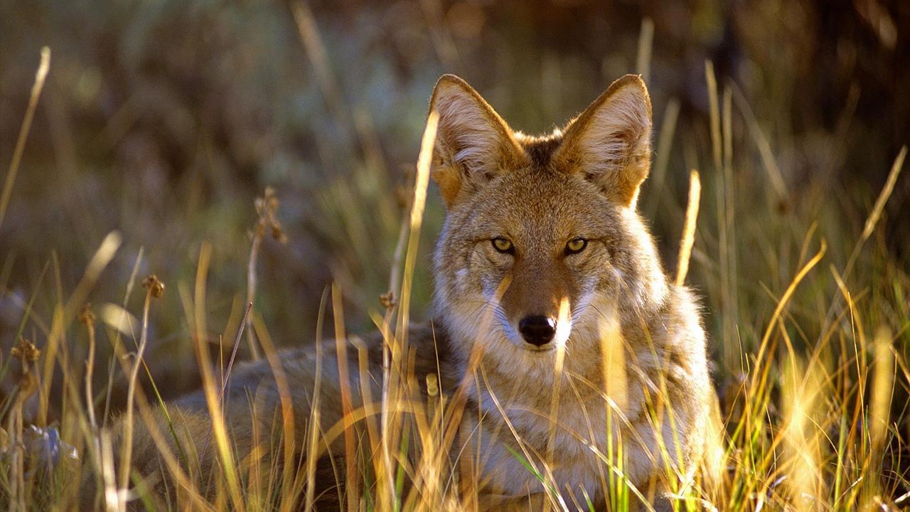 Coyote in Black Canyon of the Gunnison National Park, Colorado - Bing ...