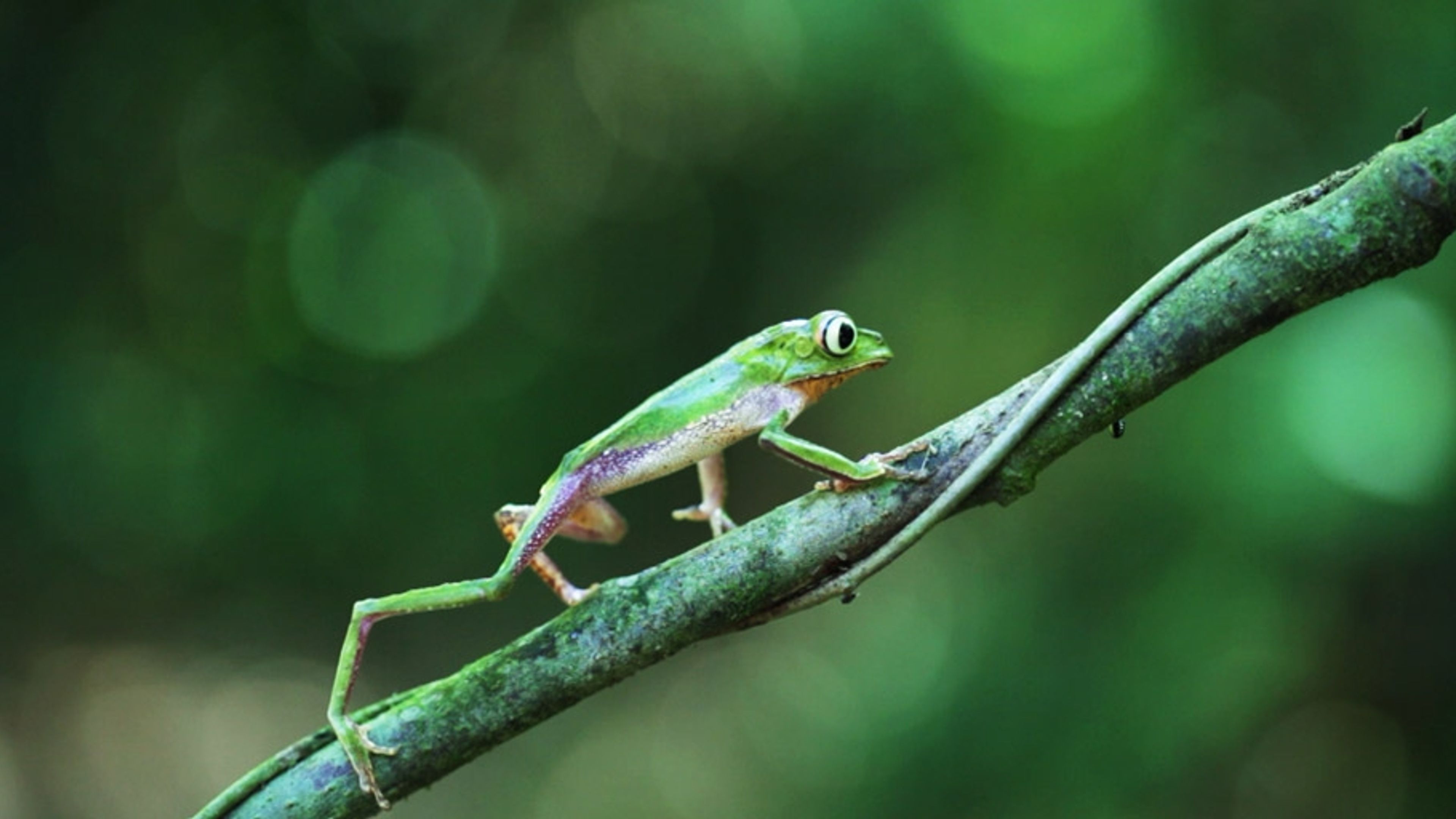 White-lined leaf frog walking on branch at Manu National Park, Cruz de ...