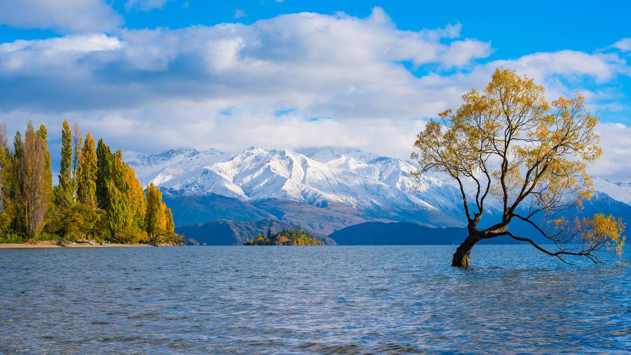 A dangerously famous tree - Spotlight Gallery