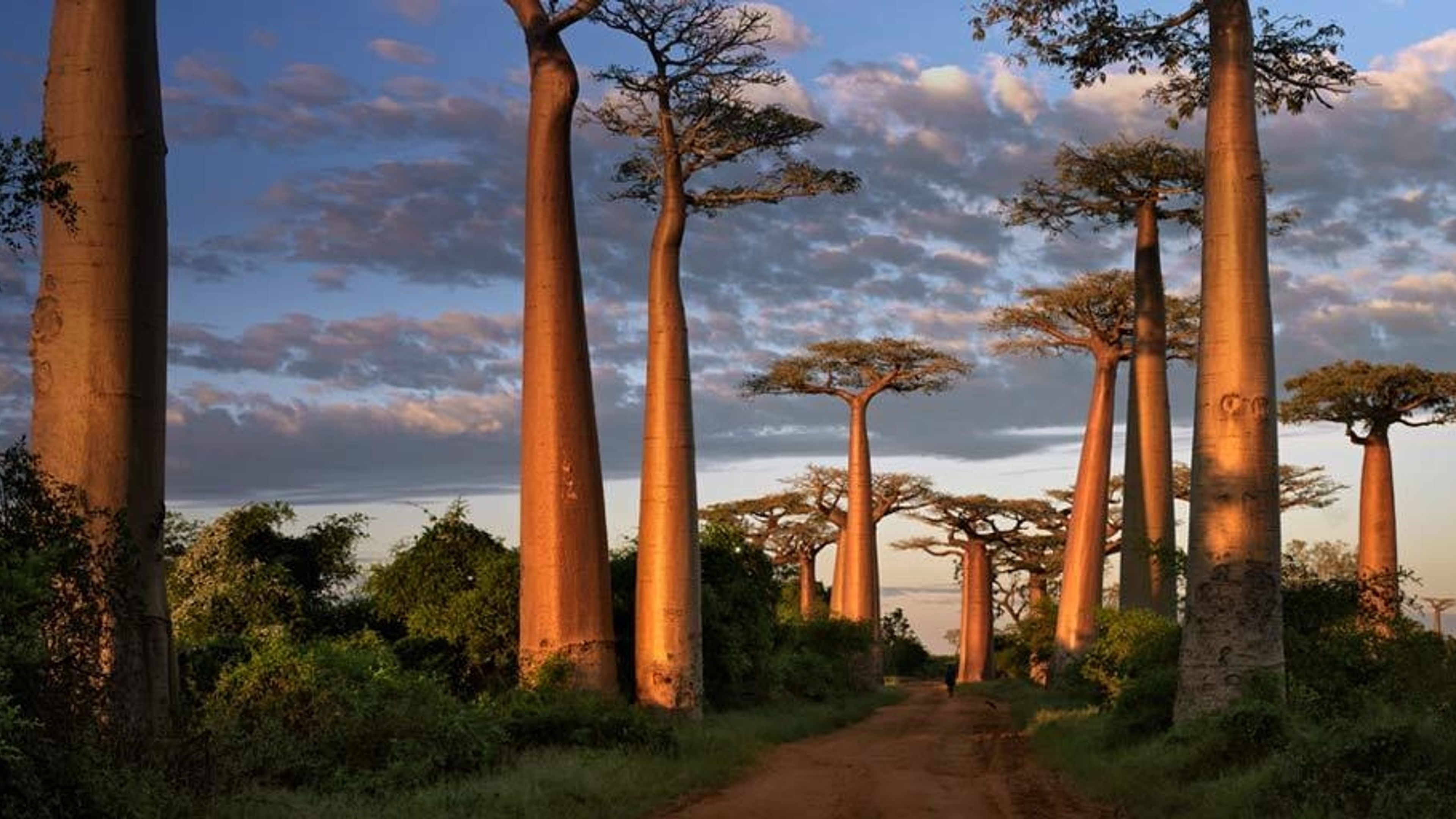 The Avenue of the Baobabs in western Madagascar - Bing Gallery