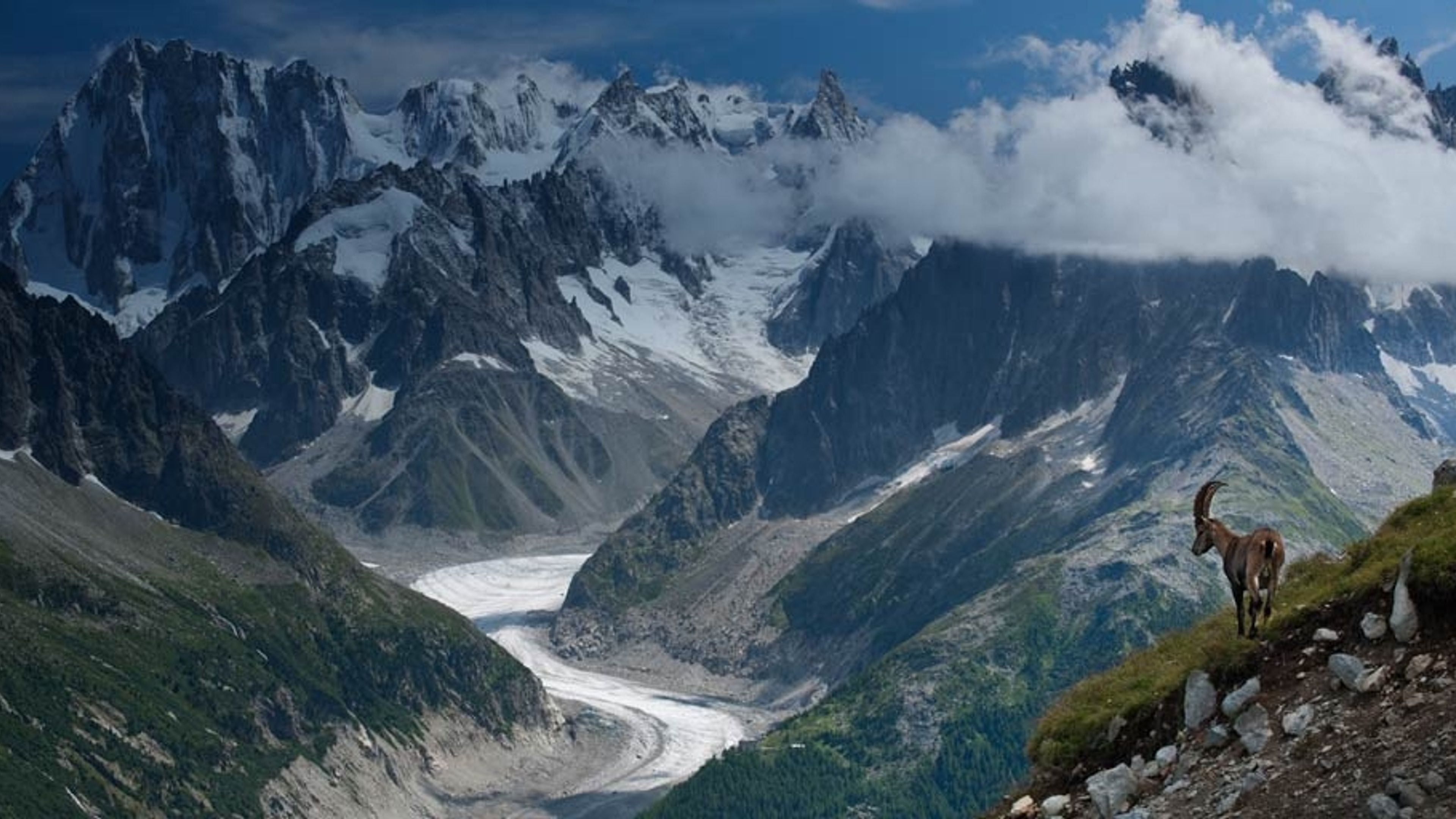 Lonely ibex with the Mer de Glace glacier and Grandes Jorasses peaks in ...