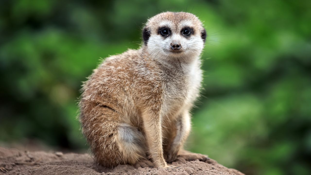 Little critter, big mouth - Spotlight Gallery