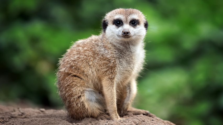 Mongoose Wallpaper - HD Spotlight Wallpapers · Peapix