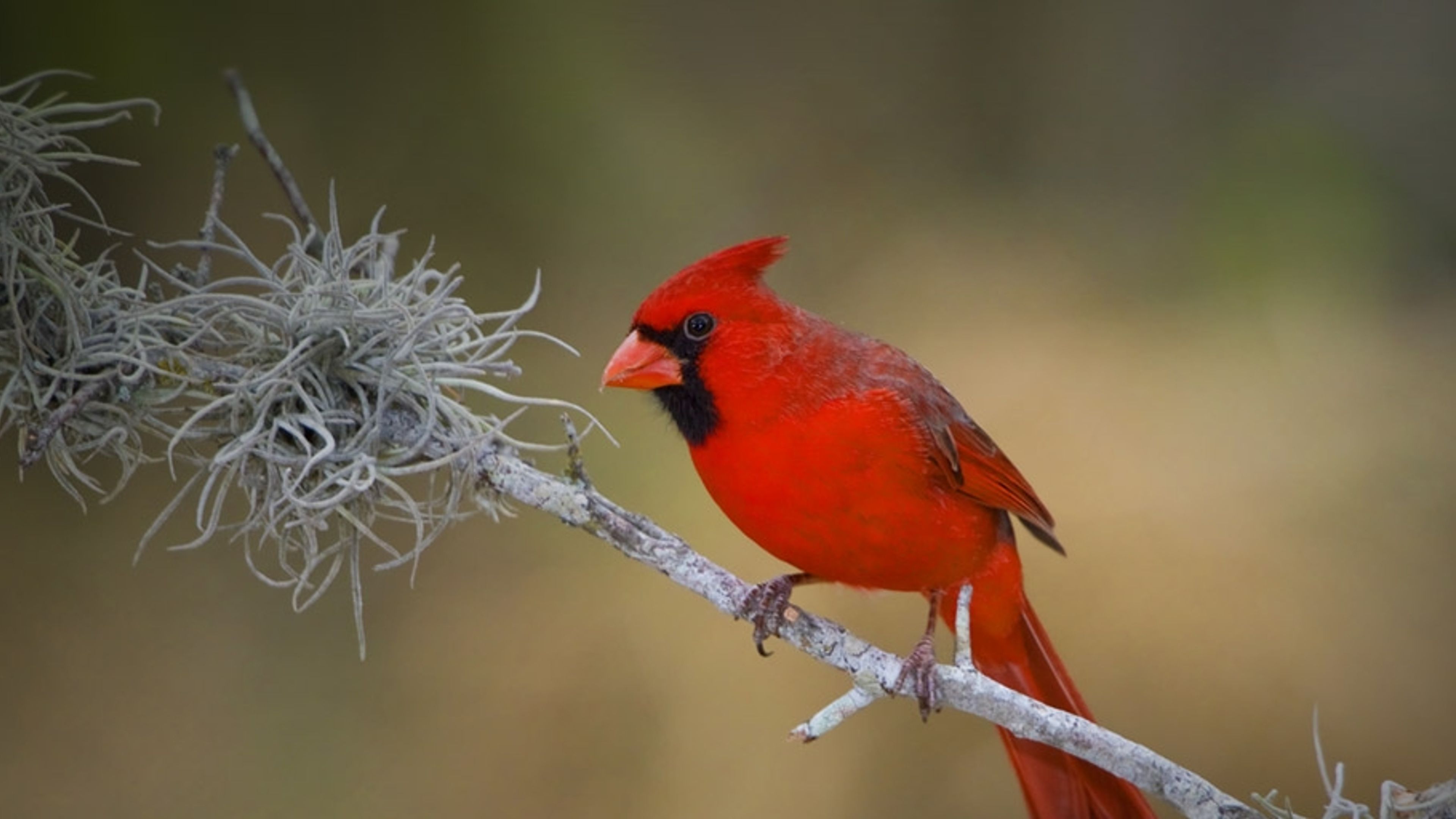 Northern Cardinal perched on a branch in the Rio Grande Valley of Texas ...