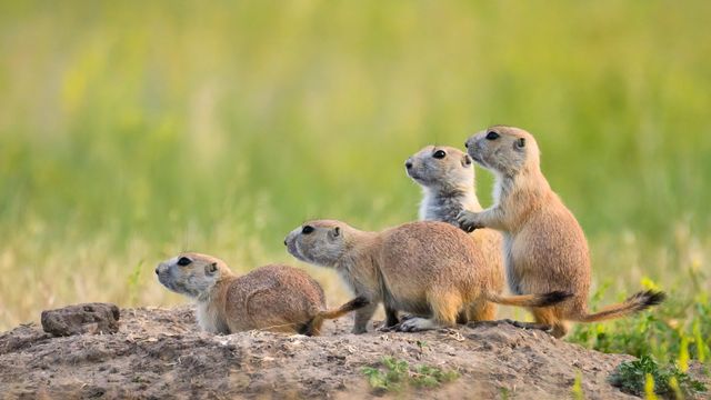 Black-tailed prairie dogs at Roberts Prairie Dog Town, Badlands ...
