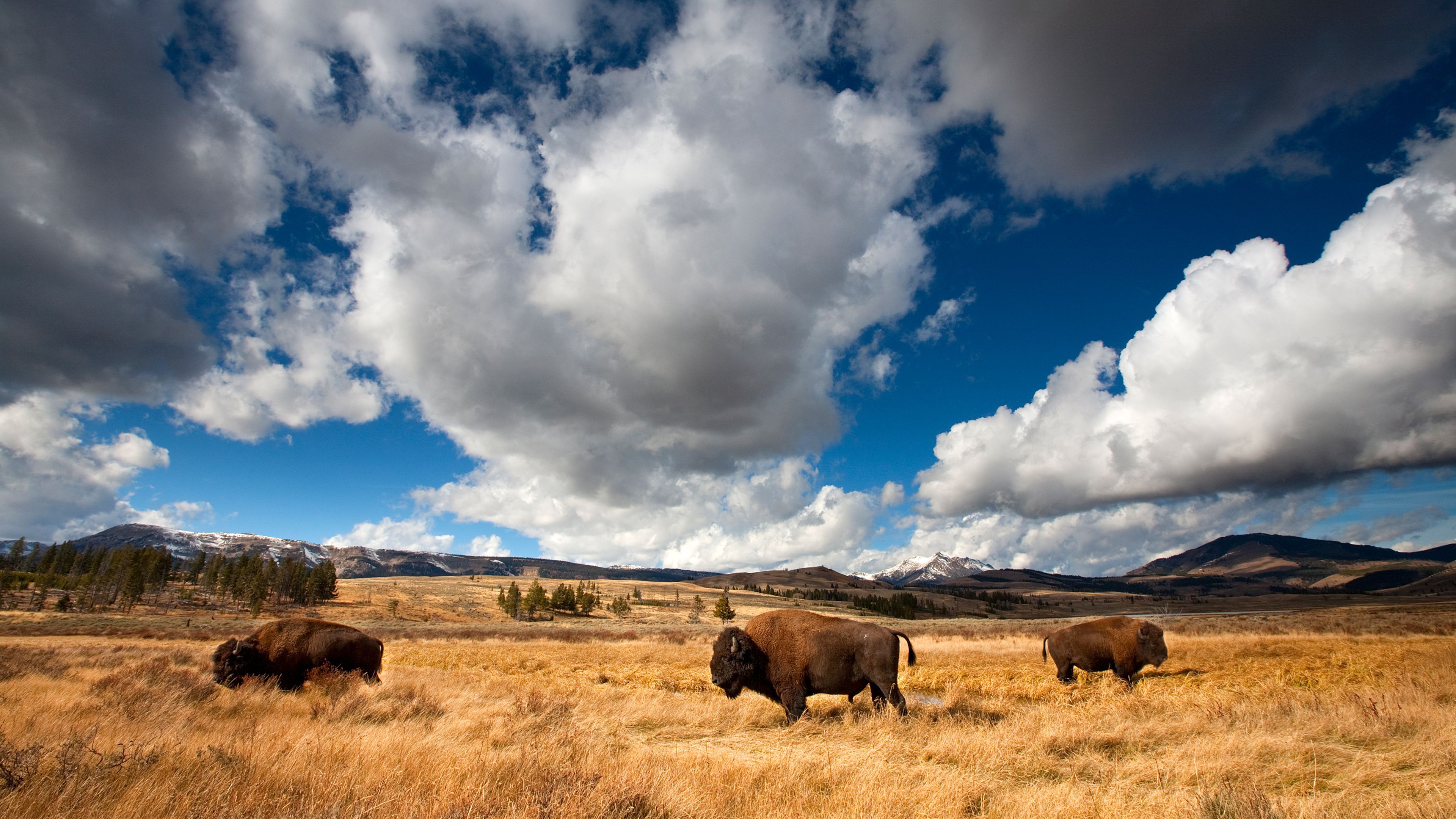 Cucciolo Di Bisonte Americano IL BISONTE SUPPORTA L'IMPEGNO DI