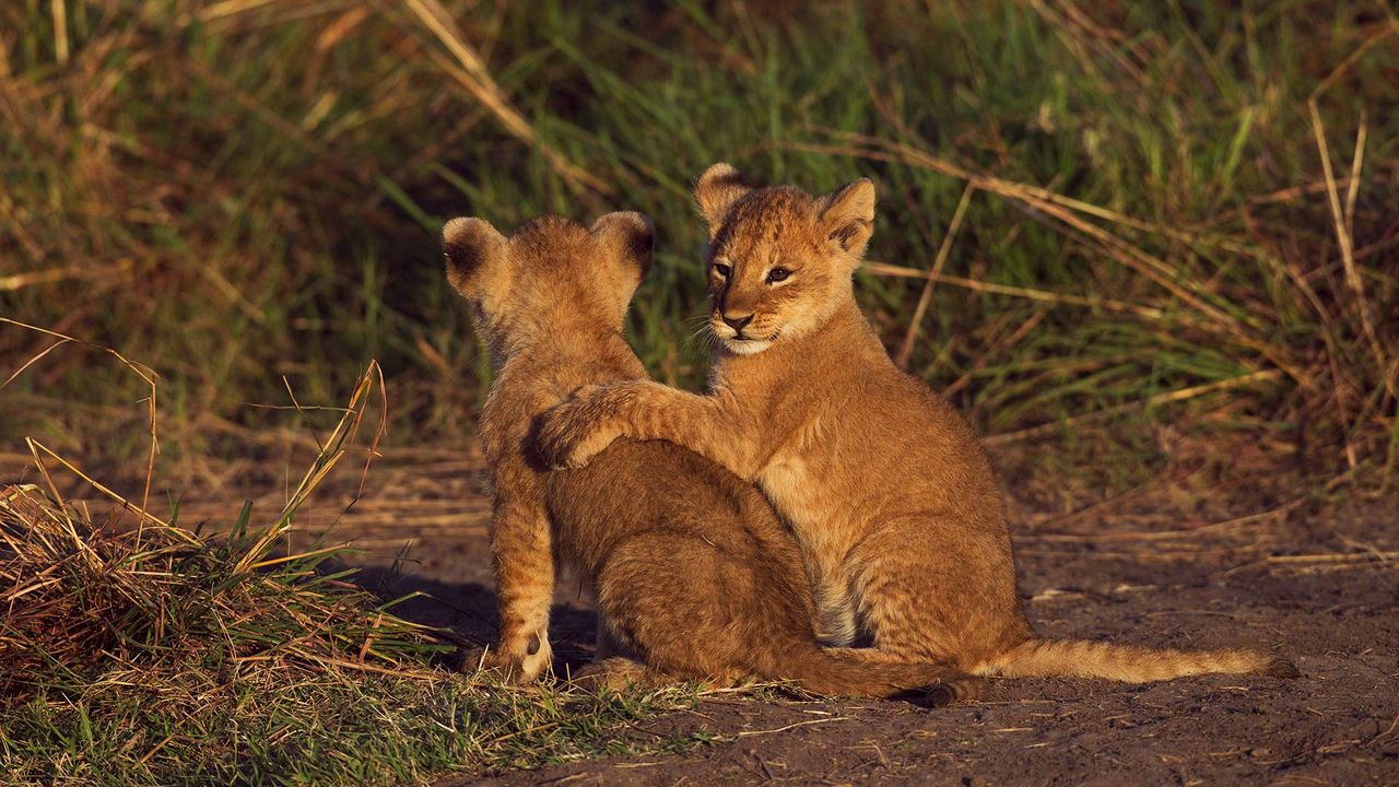 Deux lionceaux dans la réserve nationale du Masai Mara au Kenya - Bing ...