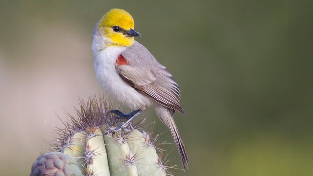 50+ Bird Wallpapers - HD Spotlight Desktop Wallpapers · Peapix