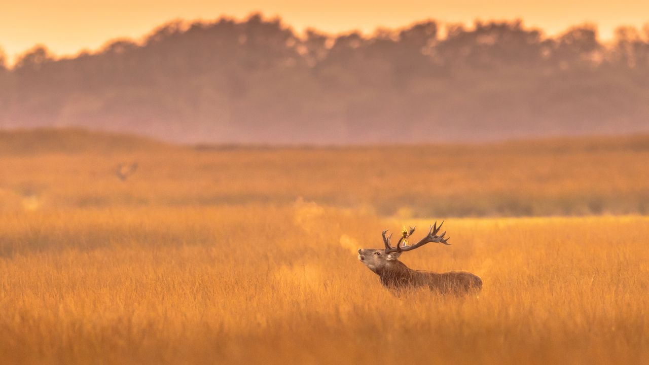 Veado-vermelho no Parque Nacional De Hoge Veluwe, Países Baixos - Bing ...