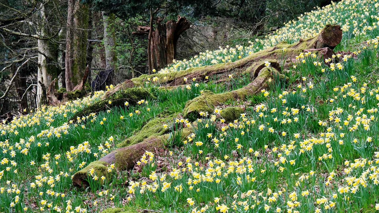 Daffodils in Dora’s Field, Rydal, Lake District - Bing Gallery · Peapix