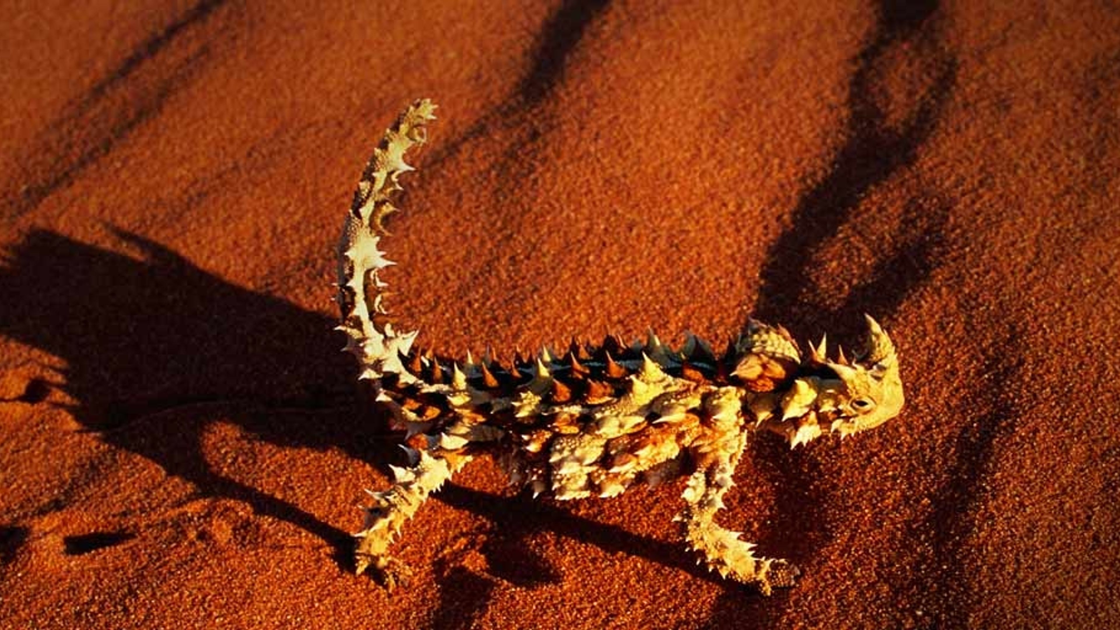 A Thorny Devil lizard walking on a red sand dune near Alice Springs ...