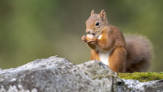 A squirrel strikes a pose - Spotlight Gallery