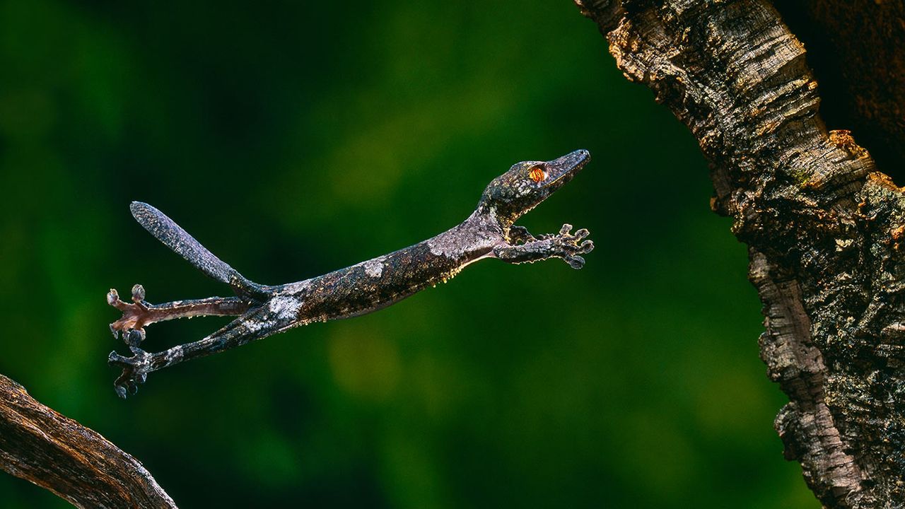 A Henkel's leaf-tailed gecko, mid-leap - Bing Gallery · Peapix