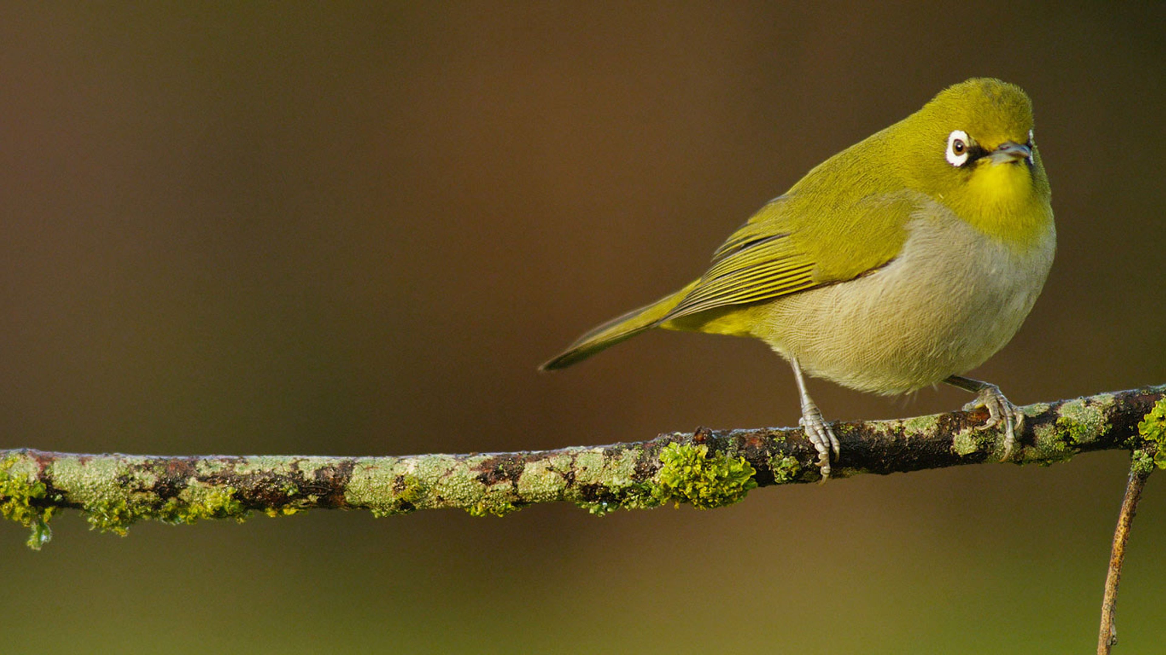 A Cape white-eye perched - Bing Gallery