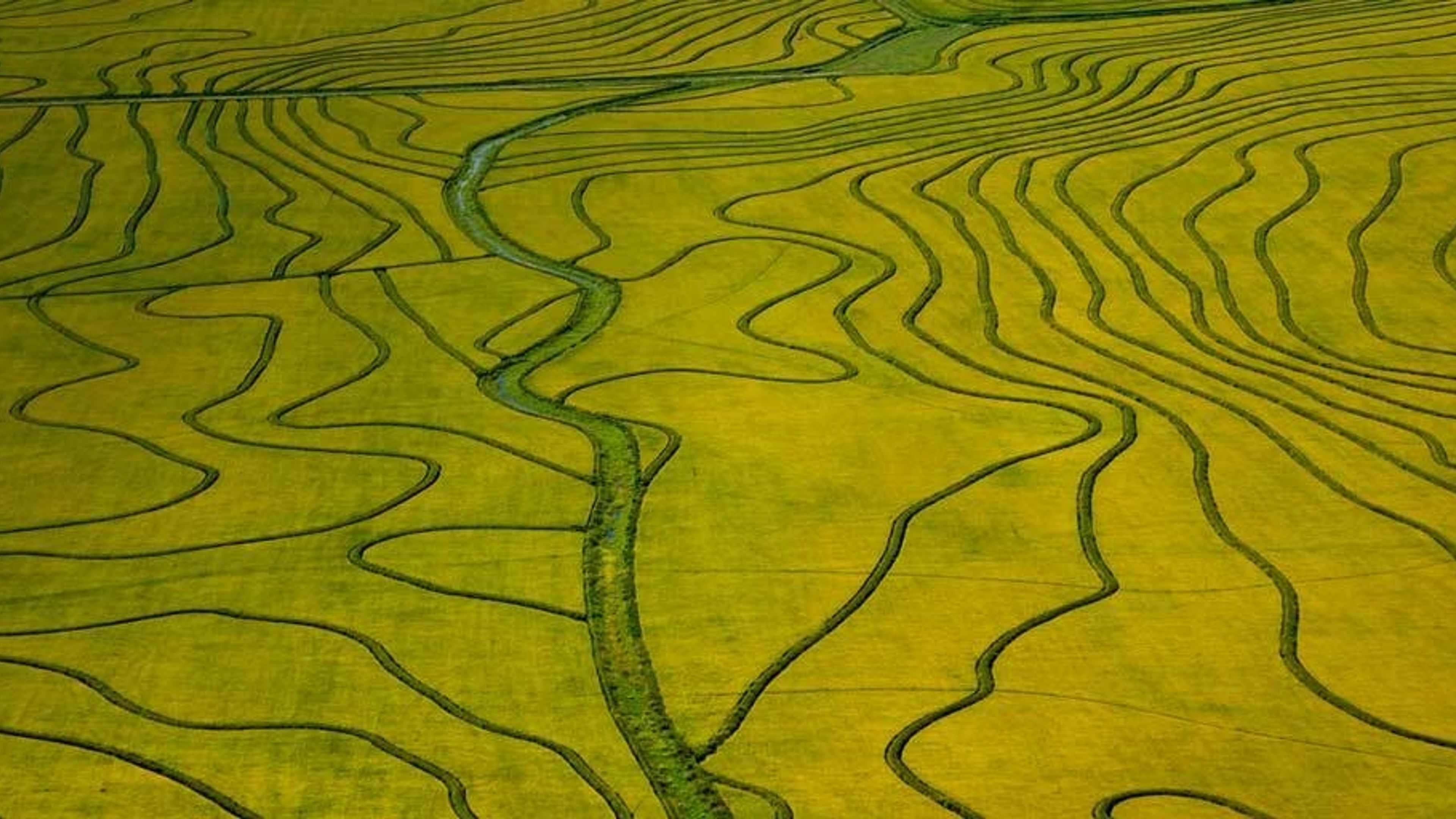 Aerial view of maturing rice fields, Uruguay - Bing Gallery