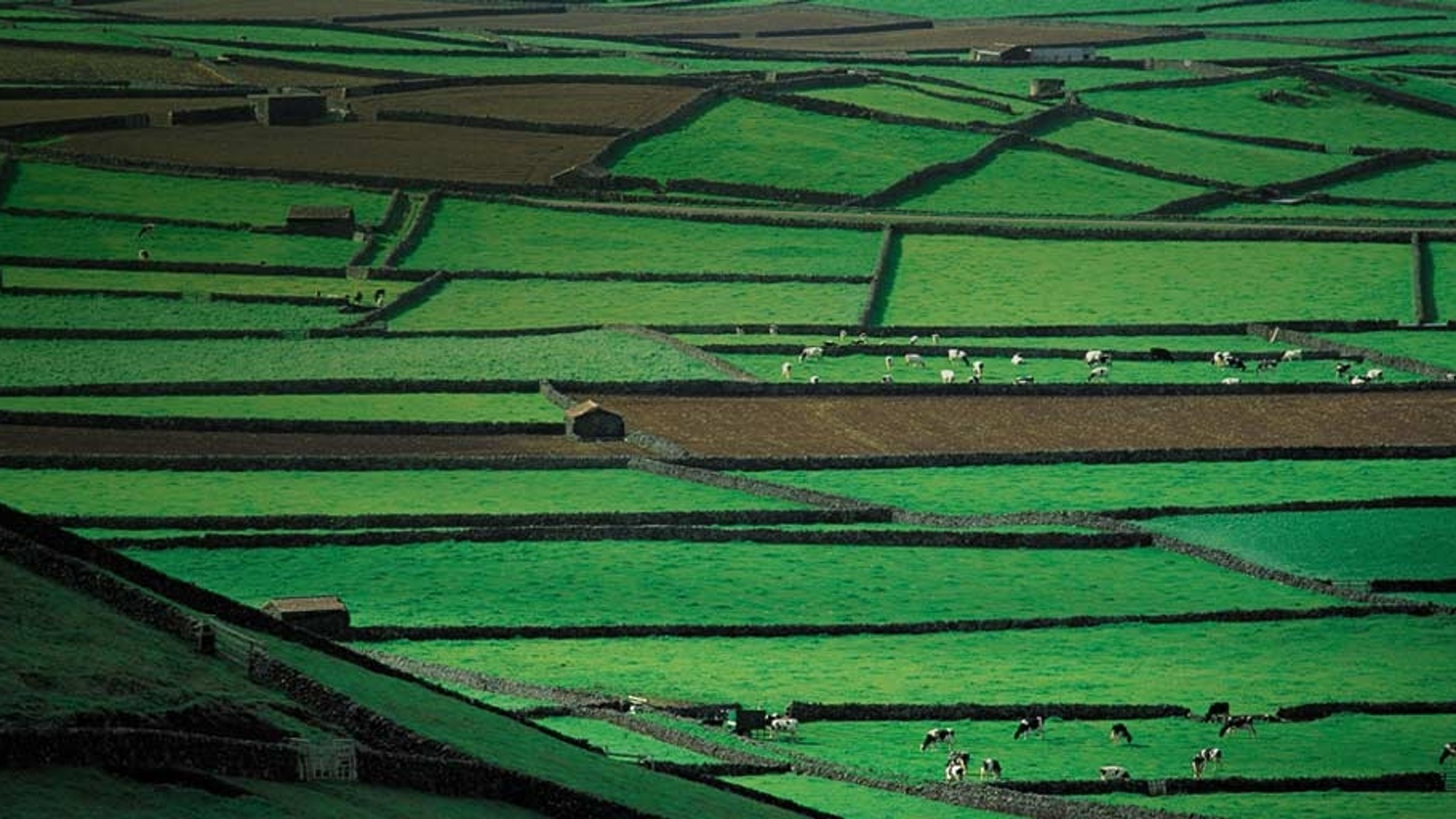 Farmland with stone walls on Terceira Island in the Azores, Portugal ...