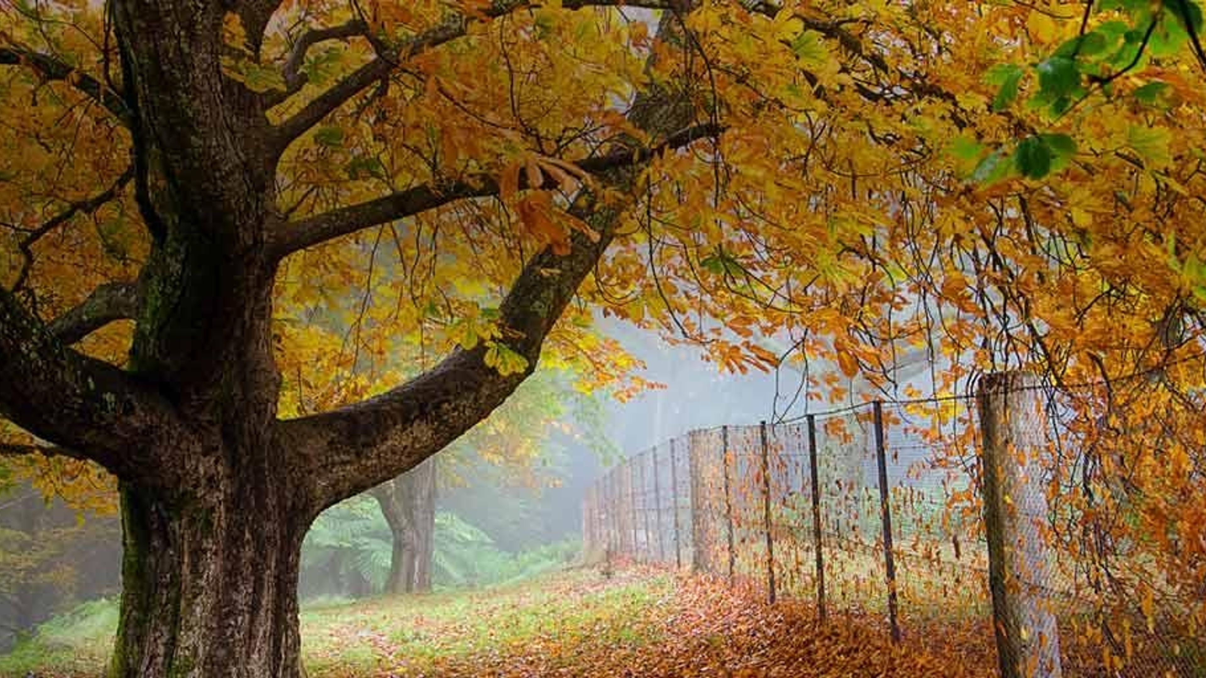 Autumn leaves on large tree bordered by fence in New South Wales ...