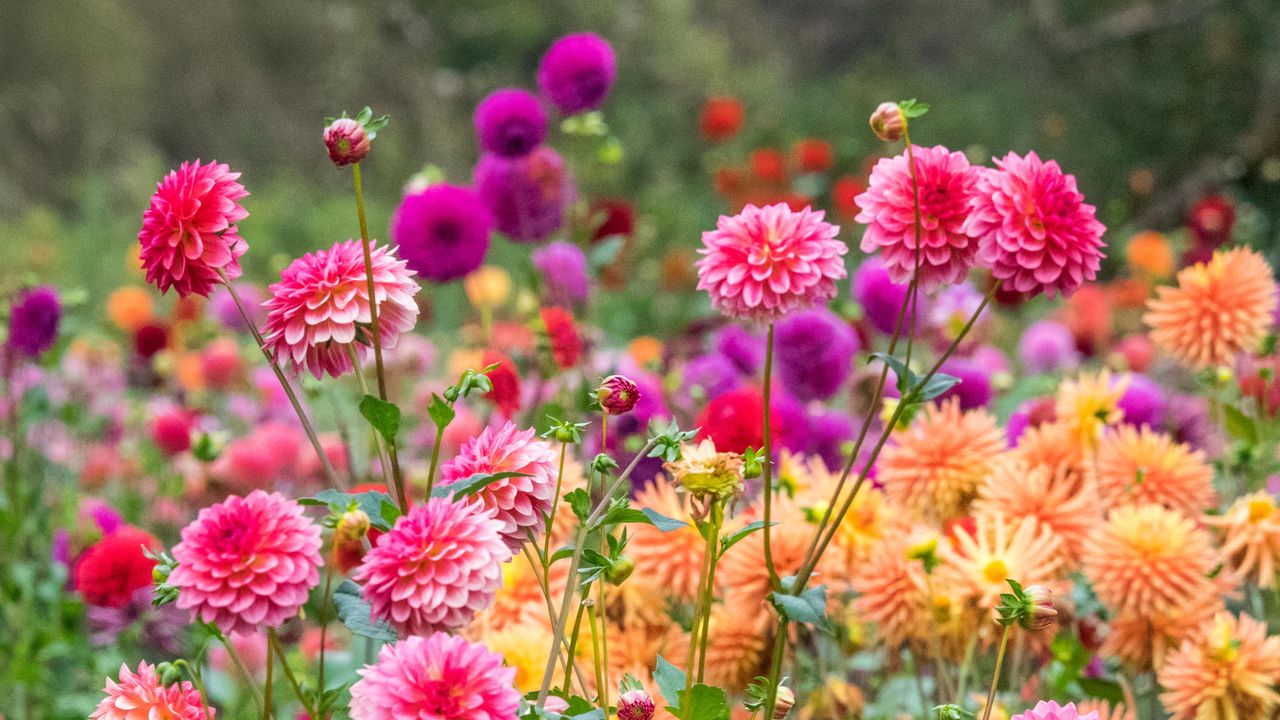 A petaled panoply - Spotlight Gallery