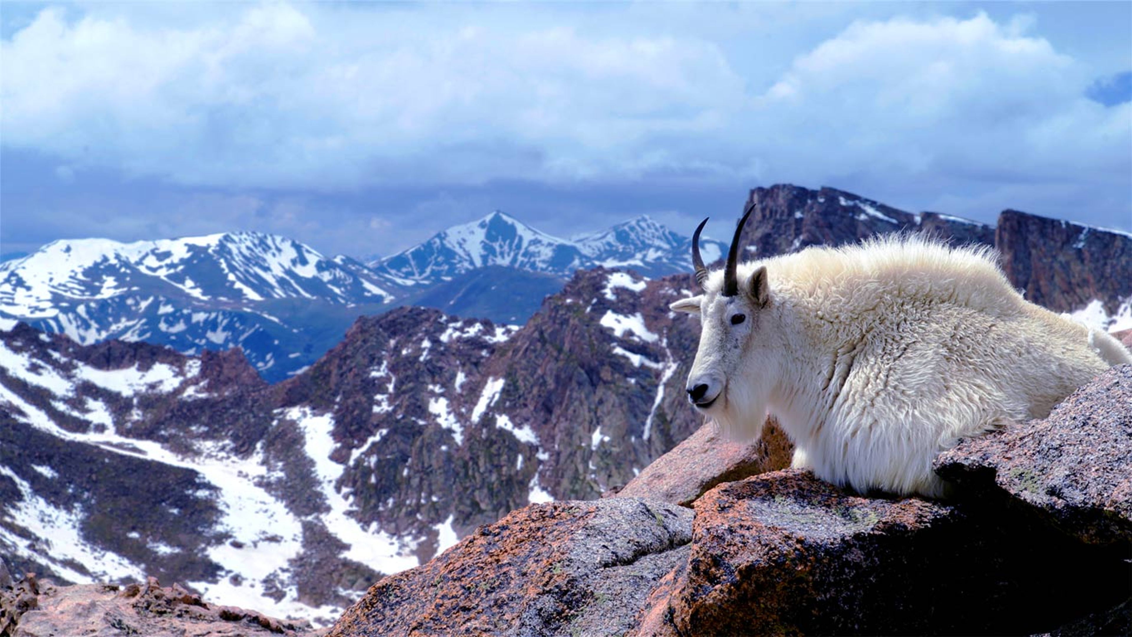 Schneeziege, Mount Evans, Denver, Colorado - Bing Gallery