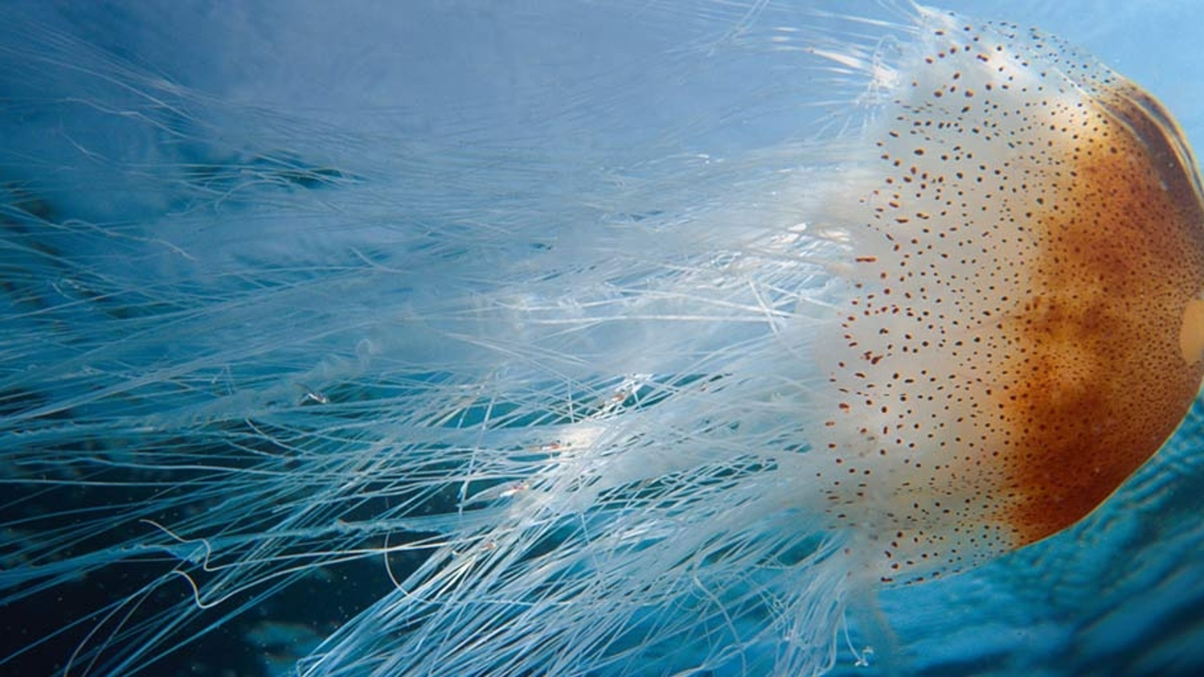 Jellyfish - Bing Gallery