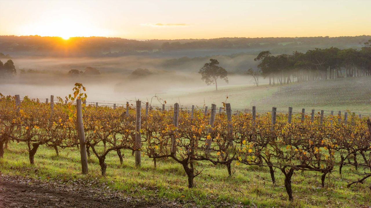 Dawn in the vineyards near Margaret River, Australia - Bing Gallery ...