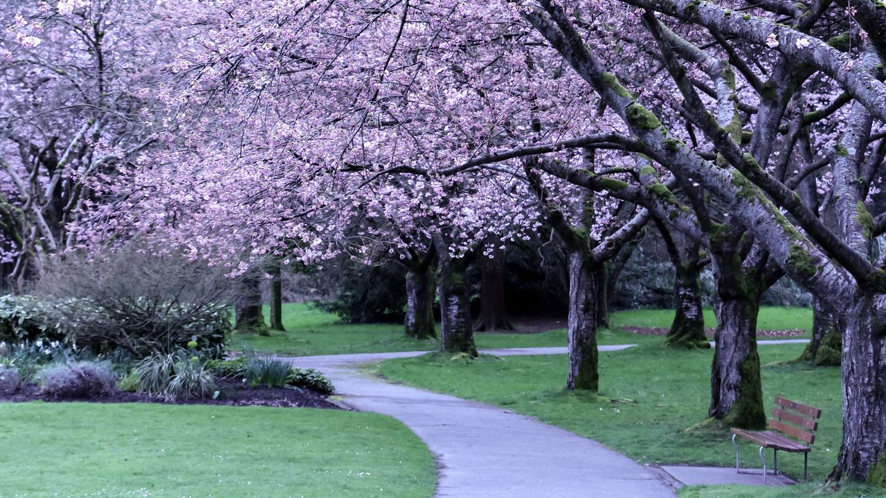 A canopy of cherry blossoms in Stanley Park, Vancouver - Bing Gallery ...