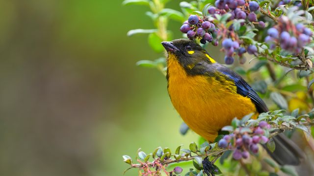 50+ Bird Wallpapers - HD Spotlight Desktop Wallpapers · Peapix