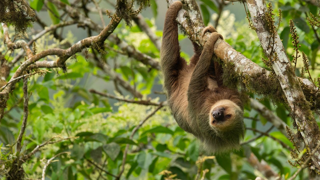 A Hoffmann's two-toed sloth in Ecuador - Bing Gallery · Peapix