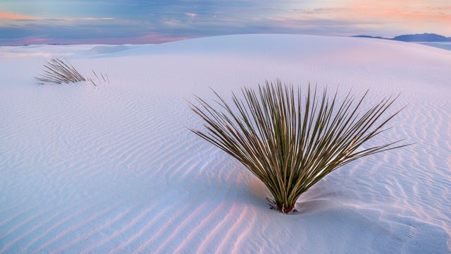 White Sands National Park, New Mexico - Bing Gallery · Peapix