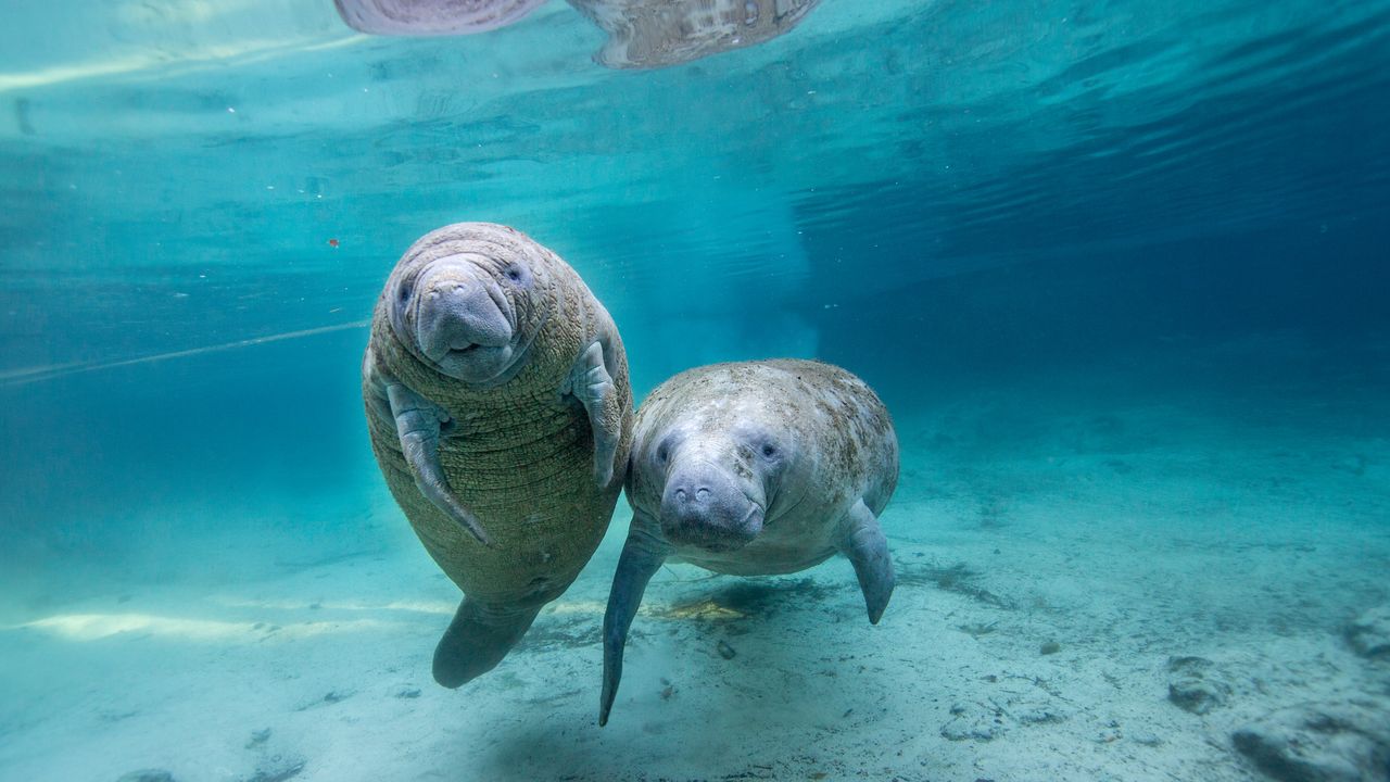 Juvenile manatees in a freshwater spring, Crystal River, Florida ...