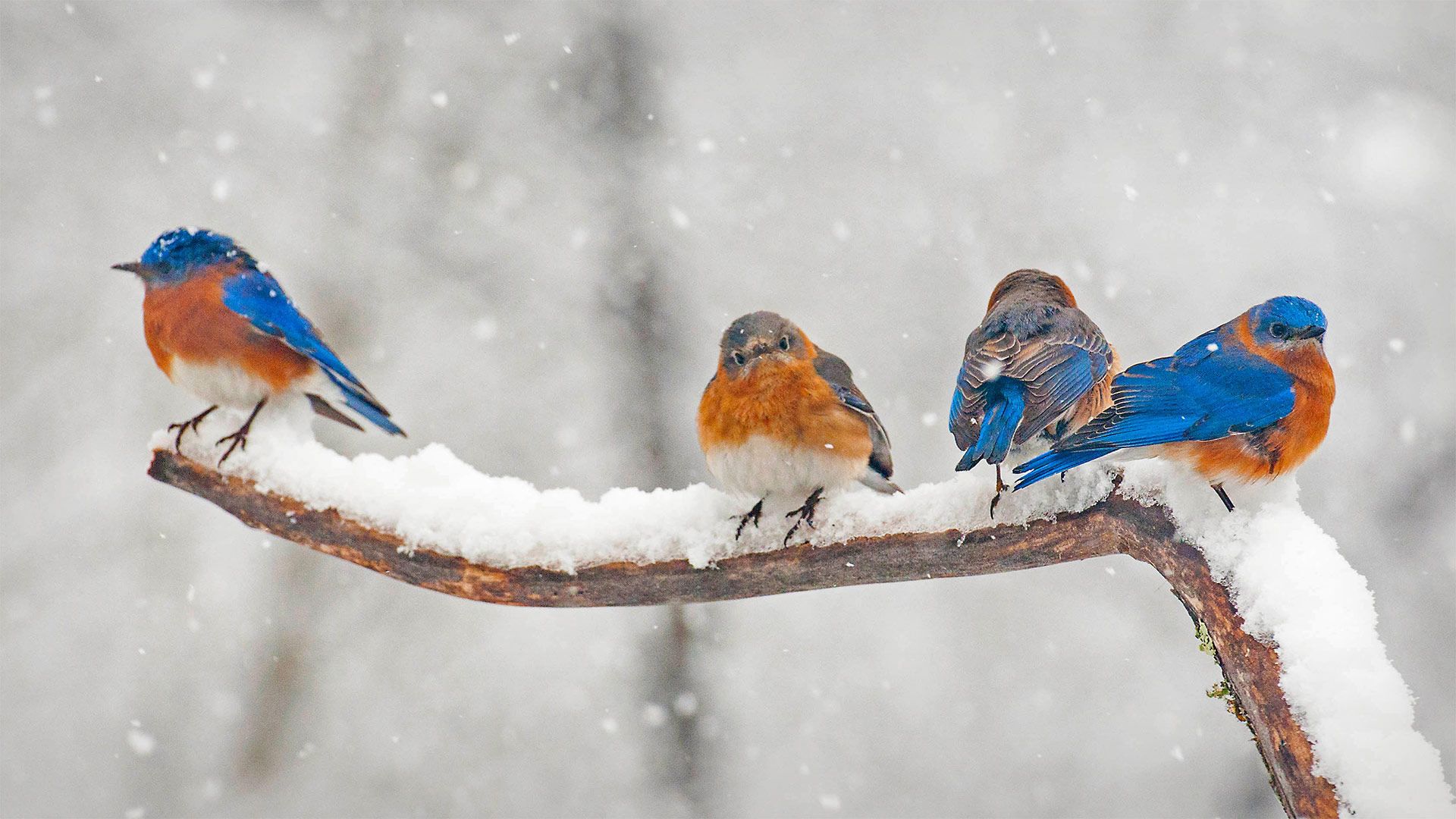 Blue Birds In Snow
