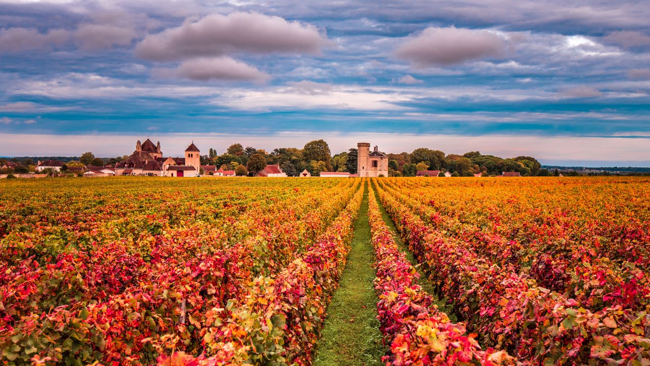Vignes en automne, Bourgogne - Bing Gallery · Peapix