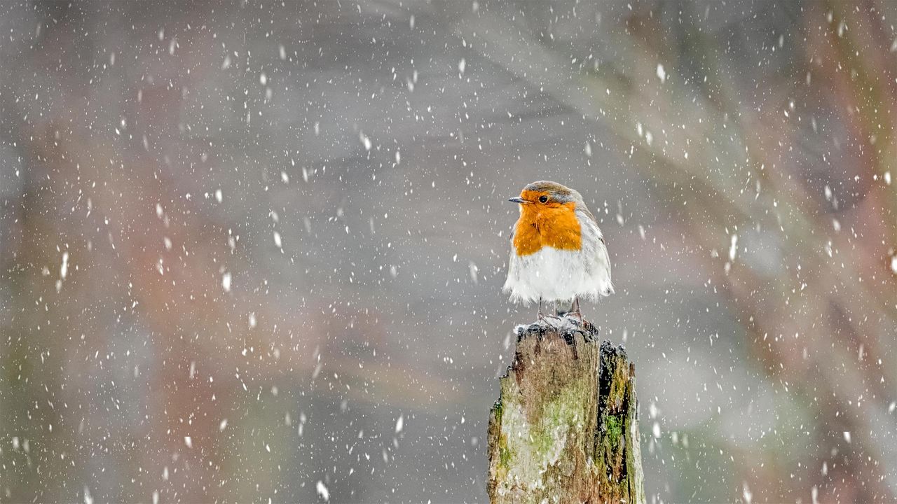 European robin during a winter snowstorm, Peak District National Park ...